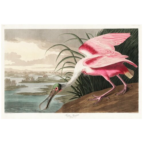 Постер / Плакат / Картина Розовая колпица 90х120 см в подарочном тубусе