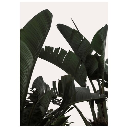 Плакат, постер на бумаге банановые листья. листья экзотических растений. Размер 21 х 30 см