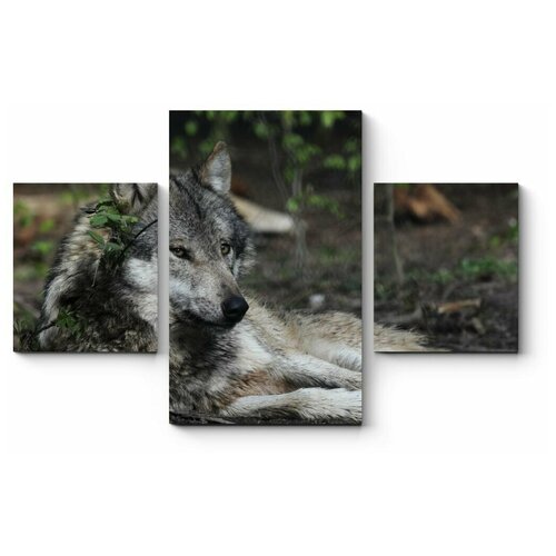 Модульная картина Волк отдыхает в лесу 140x91