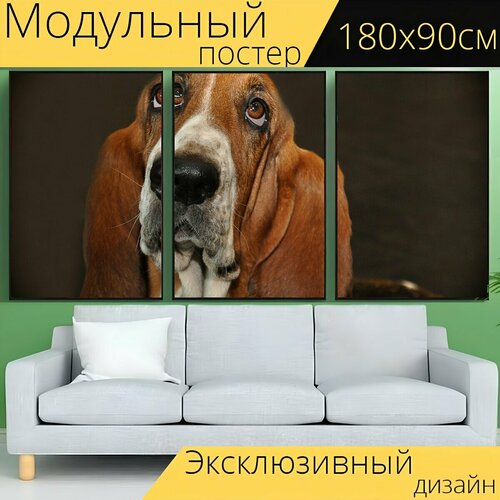 Модульный постер "Собака, гонка, бассетт" 180 x 90 см. для интерьера
