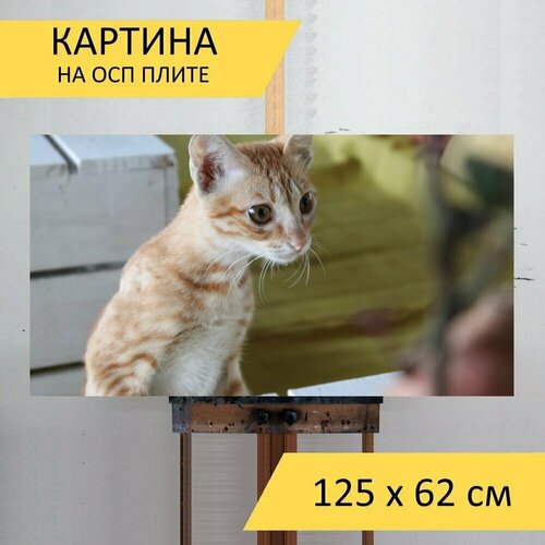 Картина на ОСП 125х62 см. "Кошка, одомашненный, домашний питомец" горизонтальная, для интерьера, с креплениями
