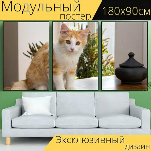 Модульный постер "Кот, кошка, коты" 180 x 90 см. для интерьера