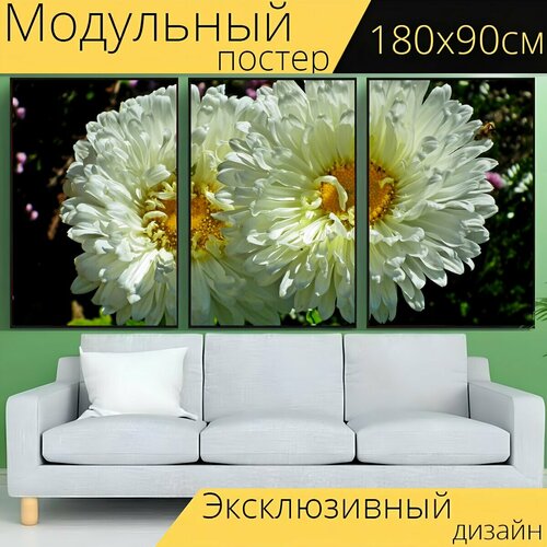 Модульный постер "Астры, цветы, белый" 180 x 90 см. для интерьера