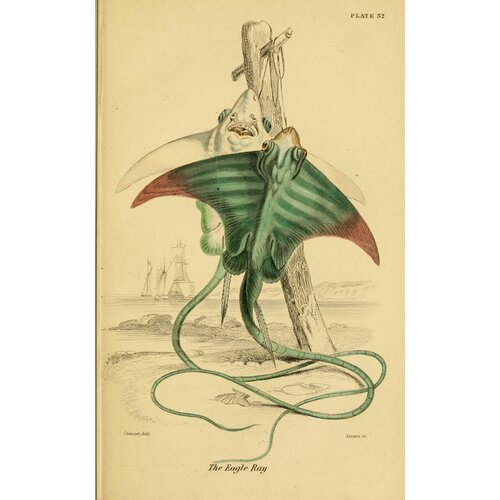 Скат-орляк, рыбы постер 20 на 30 см, шнур-подвес в подарок
