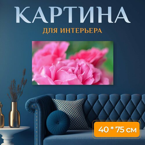 Картина на холсте "Роза, розовый, цветок" на подрамнике 75х40 см. для интерьера