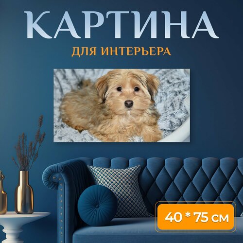 Картина на холсте "Бишон, собака, щенок" на подрамнике 75х40 см. для интерьера