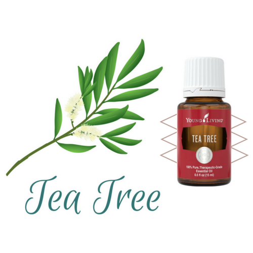 Young Living Эфирное масло Чайное дерево 15 мл Tea Tree Essential Oil