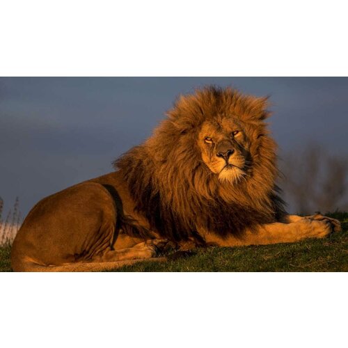 Картина на холсте 60x110 LinxOne "Львы царь зверей лев красавец" интерьерная для дома / на стену / на кухню / с подрамником