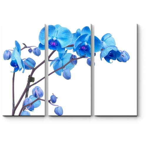 Модульная картина Орхидея небесного цвета180x129