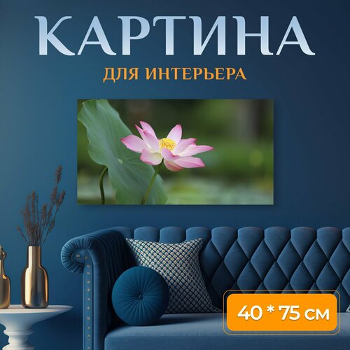 Картина на холсте "Цветок лотоса, водяная лилия, водное растение" на подрамнике 75х40 см. для интерьера