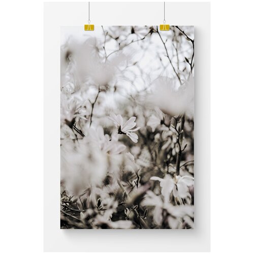 Постер на стену для интерьера Postermarkt Белые цветы №1, размер 70х100 см, постеры картины для интерьера в тубусе