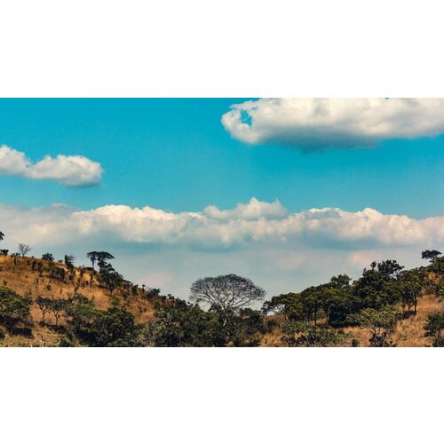 Картина на холсте 60x110 Альянс Лес "Природа Деревья Африка" на подрамнике / интерьер/ декор