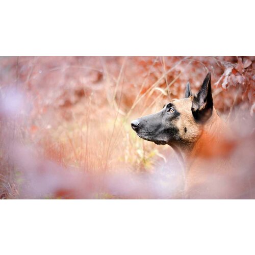 Картина на холсте 60x110 LinxOne "Друг собака взгляд" интерьерная для дома / на стену / на кухню / с подрамником