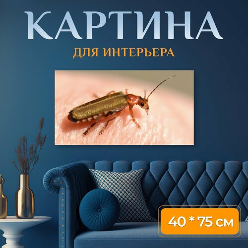 Картина на холсте "Жук, насекомое, жук" на подрамнике 75х40 см. для интерьера