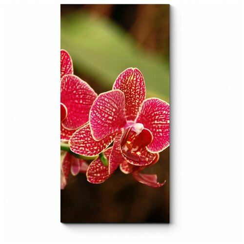 Модульная картина Невероятно красивая тропическая орхидея 70x140