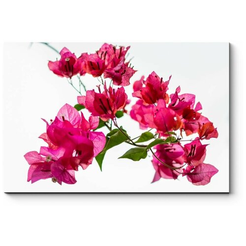Модульная картина Розовая бугенвиллея 50x33