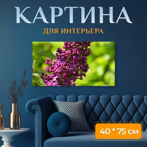 Картина на холсте "Сирень, декоративный кустарник, расцветает" на подрамнике 75х40 см. для интерьера