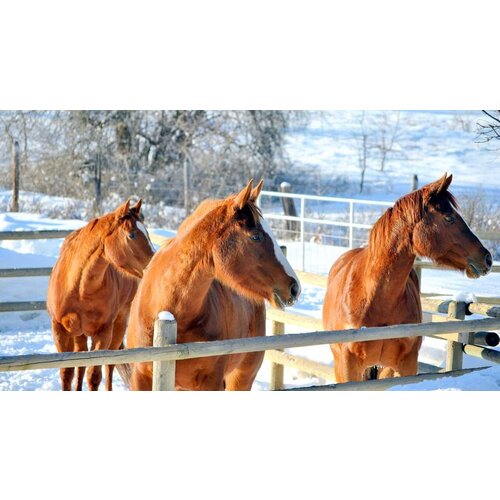 Картина на холсте 110x60 LinxOne "Три коричневые лошади на" интерьерная для дома / на стену / на кухню / с подрамником