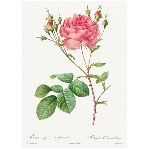 Постер / Плакат / Картина Дикие цветы - Английская роза 40х50 см в подарочном тубусе
