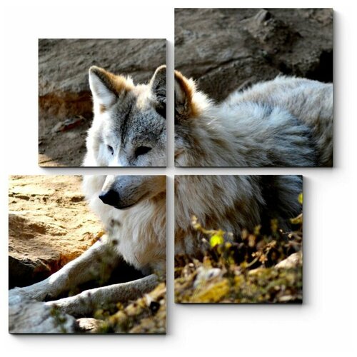 Модульная картина Гималайский волк 90x90