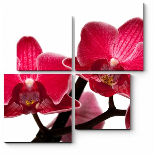 Модульная картина Магия орхидей 150x150