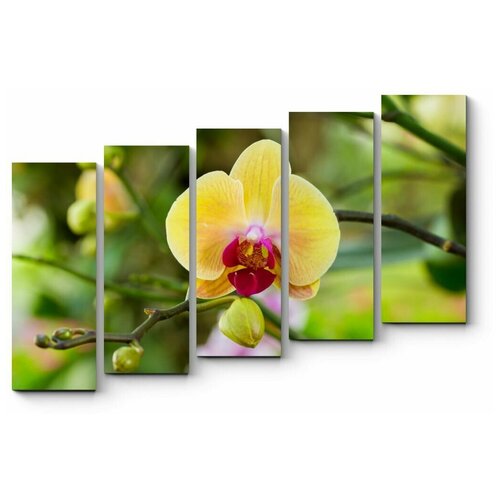 Модульная картина Тропическая орхидея, цветущая в летнем саду 90x63
