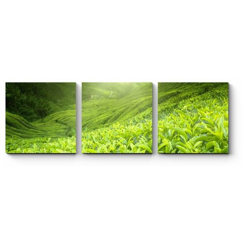 Модульная картина Бескрайняя зелень полей 80x27