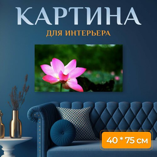 Картина на холсте "Лотос, цветок, природа" на подрамнике 75х40 см. для интерьера