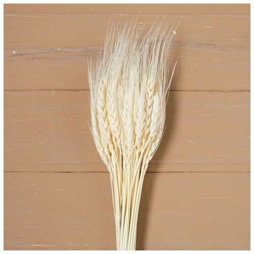 Сухой колос пшеницы, набор 50 шт, цвет белый