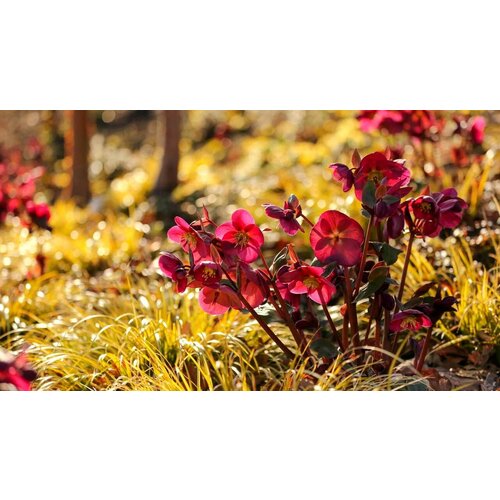 Картина на холсте 60x110 LinxOne "Поляна трава красные лето цветы" интерьерная для дома / на стену / на кухню / с подрамником