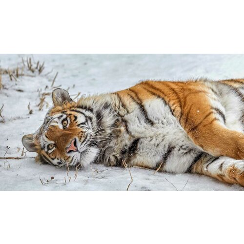 Картина на холсте 60x110 LinxOne "Снег тигрица дикая кошка" интерьерная для дома / на стену / на кухню / с подрамником