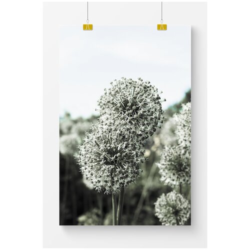 Постер для интерьера Postermarkt Макро цветы, 50х70 см, в тубусе