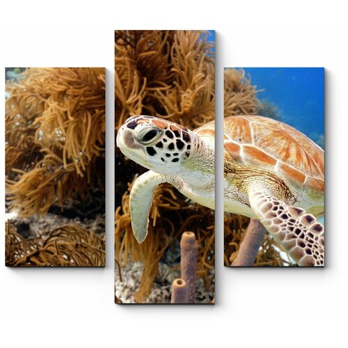 Модульная картина Черепаха, плывущая в коралловом рифе 60x54