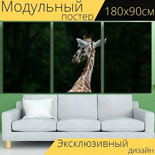 Модульный постер "Жирафа, длинная шея, дикая природа" 180 x 90 см. для интерьера