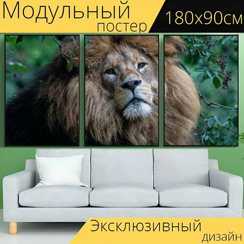 Модульный постер "Лев, хищник, африке" 180 x 90 см. для интерьера
