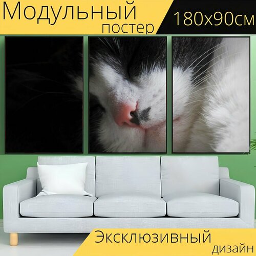 Модульный постер "Лицо кота, усы, пушистый" 180 x 90 см. для интерьера