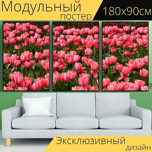 Модульный постер "Тюльпаны, цветок тюльпан, поле тюльпанов" 180 x 90 см. для интерьера
