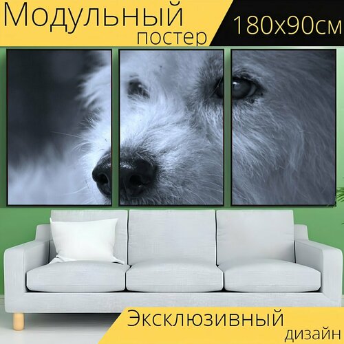 Модульный постер "Волк, собака, йорк" 180 x 90 см. для интерьера