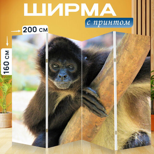 Ширма перегородка с принтом "Паук обезьяна, обезьяна, примат" на холсте - 200x160 см. для зонирования, раскладная