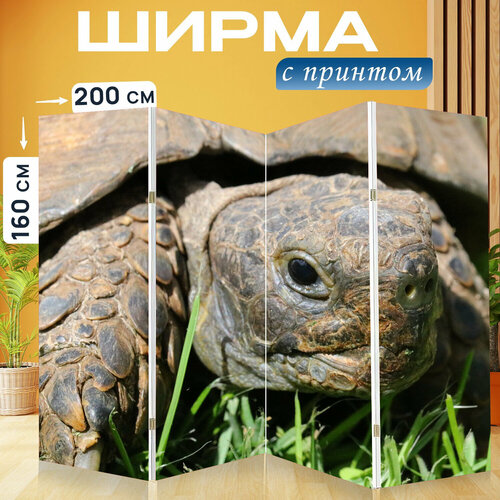 Ширма перегородка с принтом "Животные, рептилии, черепаха" на холсте - 200x160 см. для зонирования, раскладная