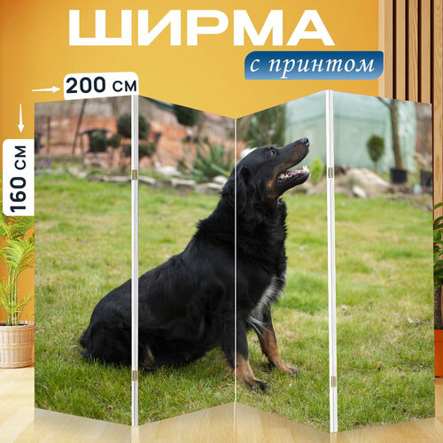 Ширма перегородка с принтом "Собака, большой, умный" на холсте - 200x160 см. для зонирования, раскладная