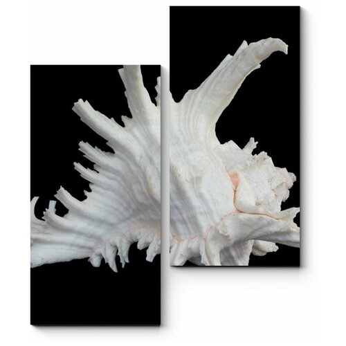 Модульная картина Морская раковина90x113