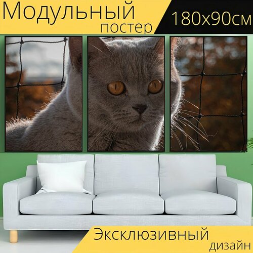 Модульный постер "Кошка, домашний питомец, британская короткошерстная кошка" 180 x 90 см. для интерьера
