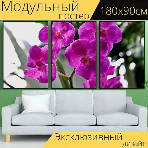 Модульный постер "Орхидея, розовый цвет, растения" 180 x 90 см. для интерьера