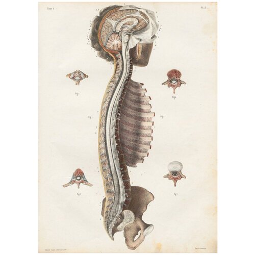 Постер / Плакат / Картина Анатомия - Строение спиномозгового ликвора человека 40х50 см в подарочном тубусе